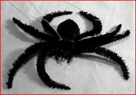 Harry the Spider | Comedy World by Youtube Wiki | Fandom