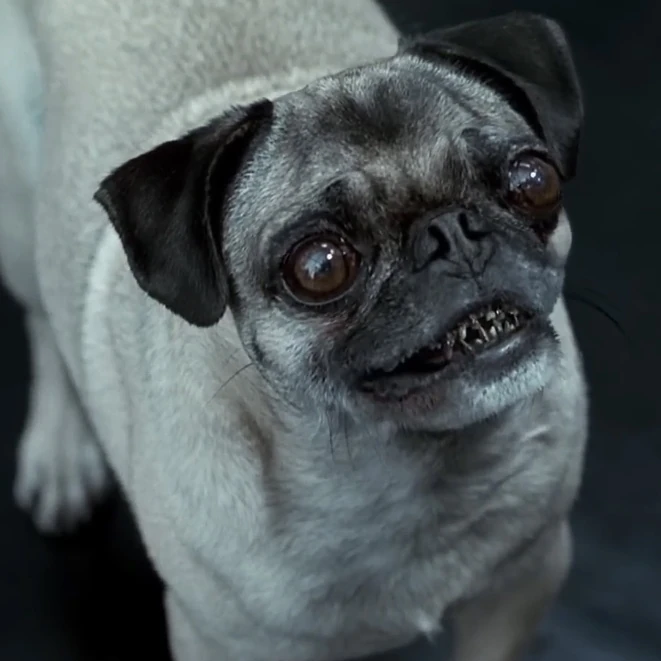 Portal:Frank the Pug | Comicbook Actors Wiki | Fandom