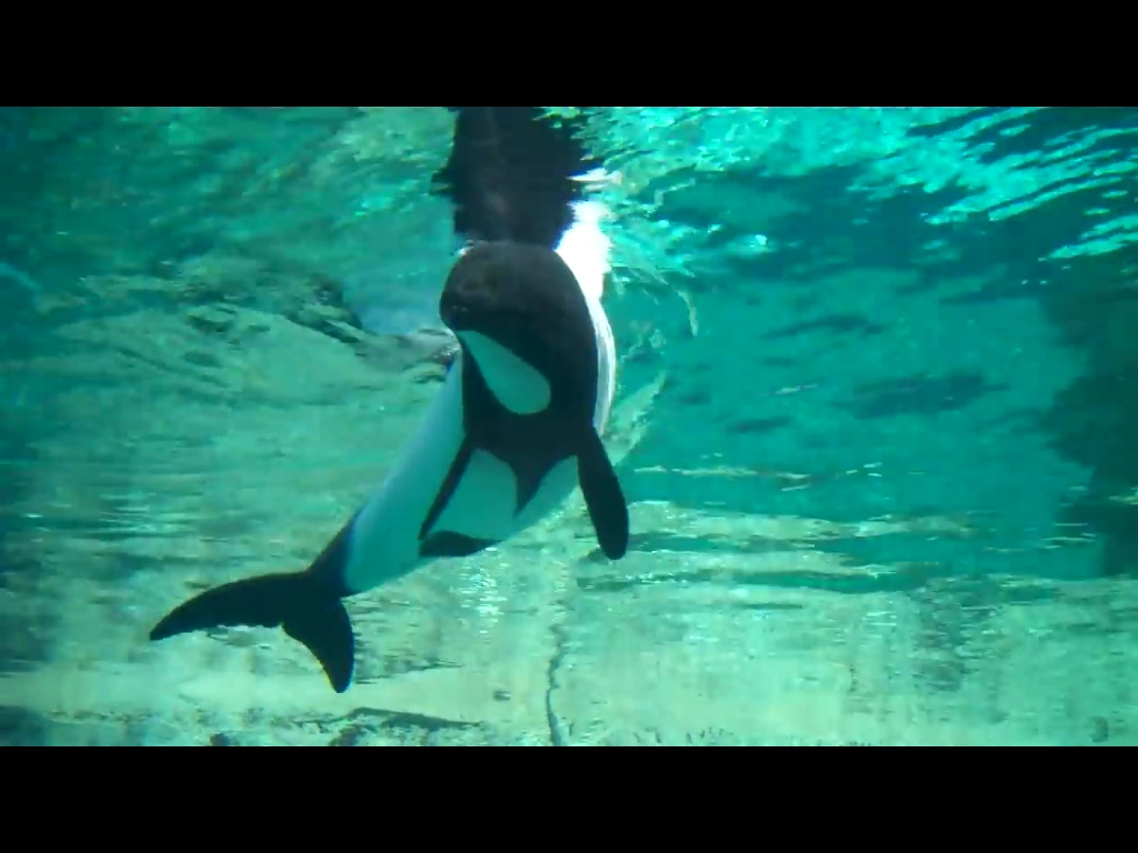 Keebler | Commersons's dolphin database Wiki | Fandom