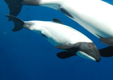 Lulu | Commersons's dolphin database Wiki | Fandom