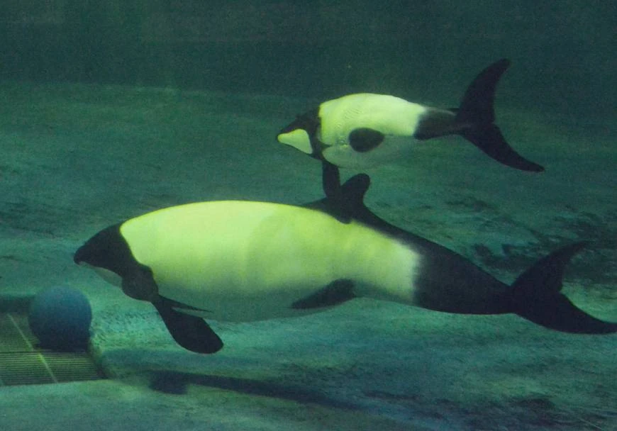 Sarah | Commersons's dolphin database Wiki | Fandom