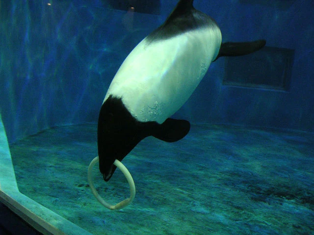 Category:2011 | Commersons's dolphin database Wiki | Fandom