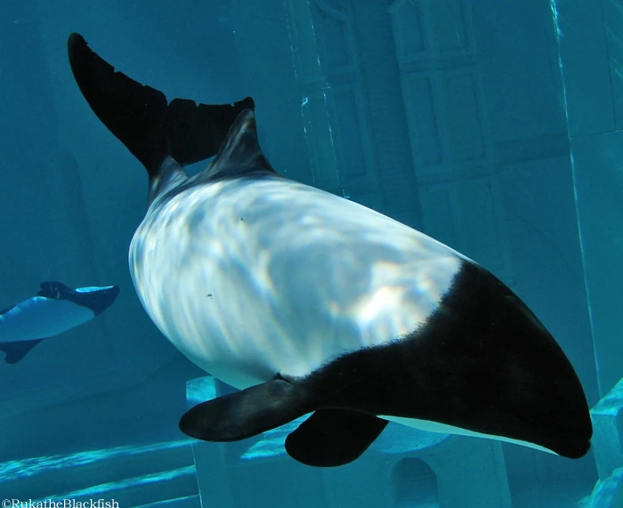 Pepe | Commersons's dolphin database Wiki | Fandom