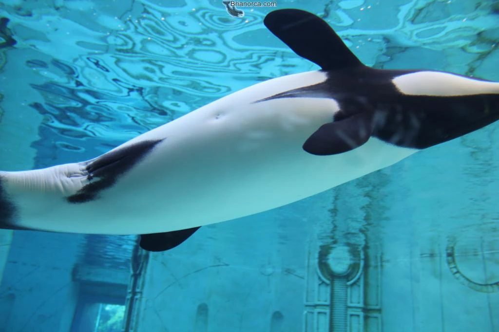 Ringer | Commersons's dolphin database Wiki | Fandom