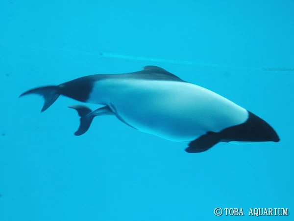 Laura | Commersons's dolphin database Wiki | Fandom