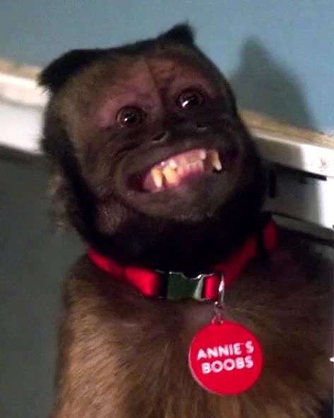 Annie's Boobs Season One/Gallery | Community Wiki | Fandom