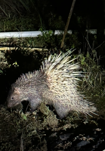 Hystrix sumatrae | Wiki Compendió de Vida Silvestre | Fandom