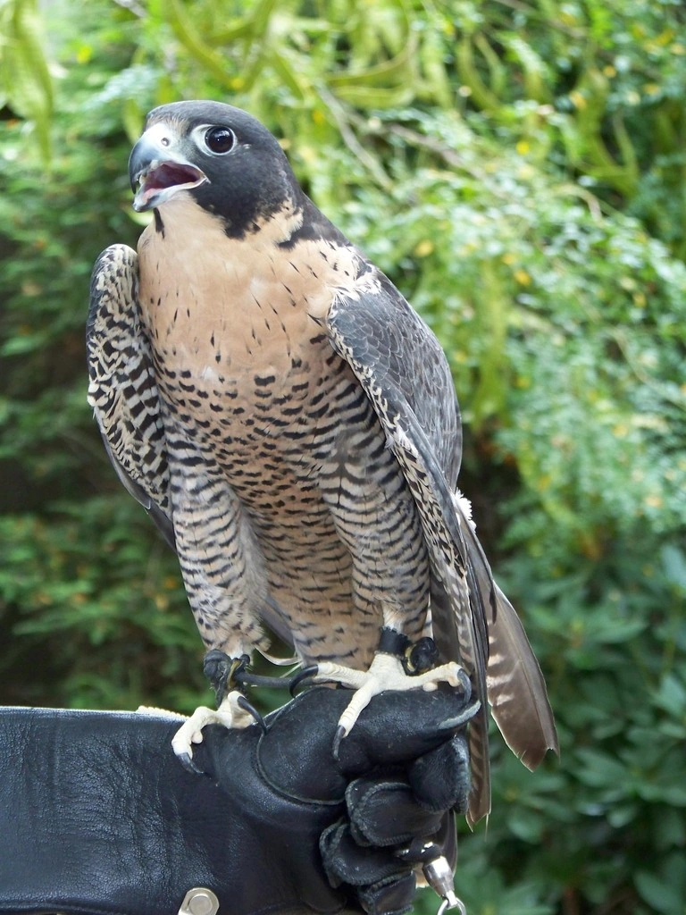 Categoría:Falco | Wiki Compendió de Vida Silvestre | Fandom