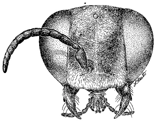 Aha ha | Wiki Compendió de Vida Silvestre | Fandom