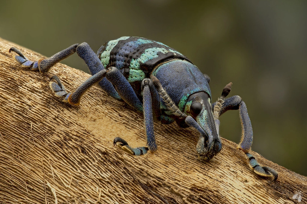 Eupholus magnificus | Wiki Compendió de Vida Silvestre | Fandom