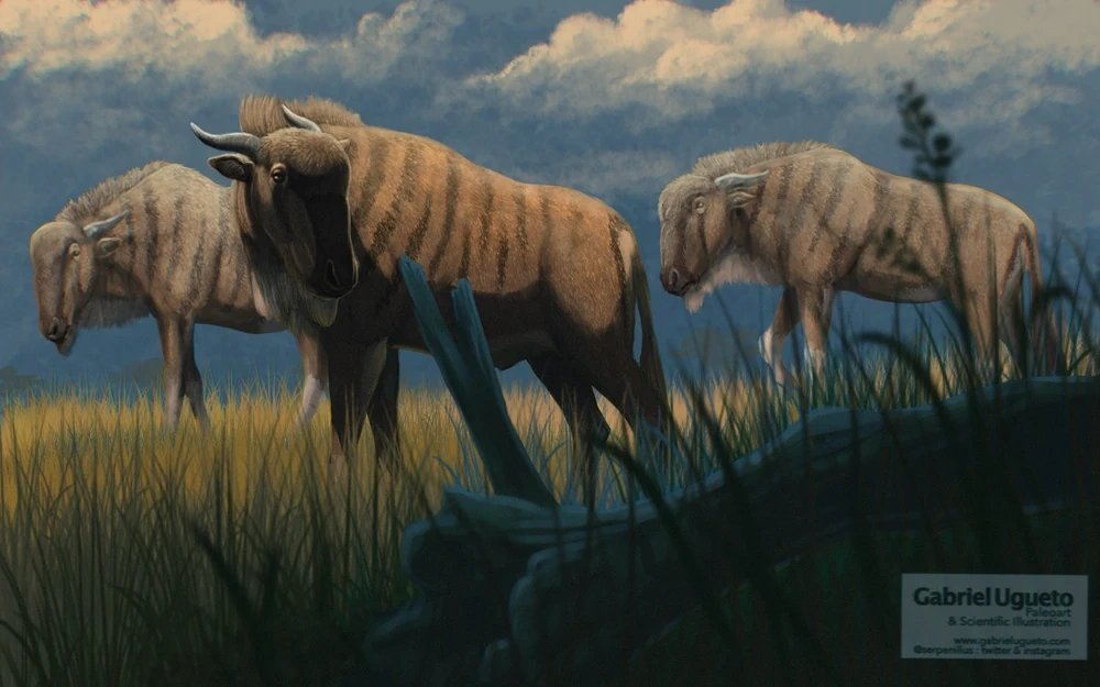 Categoría:Bovidae | Wiki Compendió de Vida Silvestre | Fandom