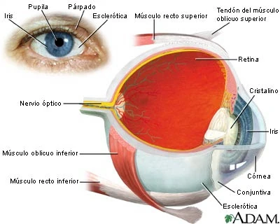 La vision | Wiki COMPONENTES DEL CUERPO HUMANO | Fandom