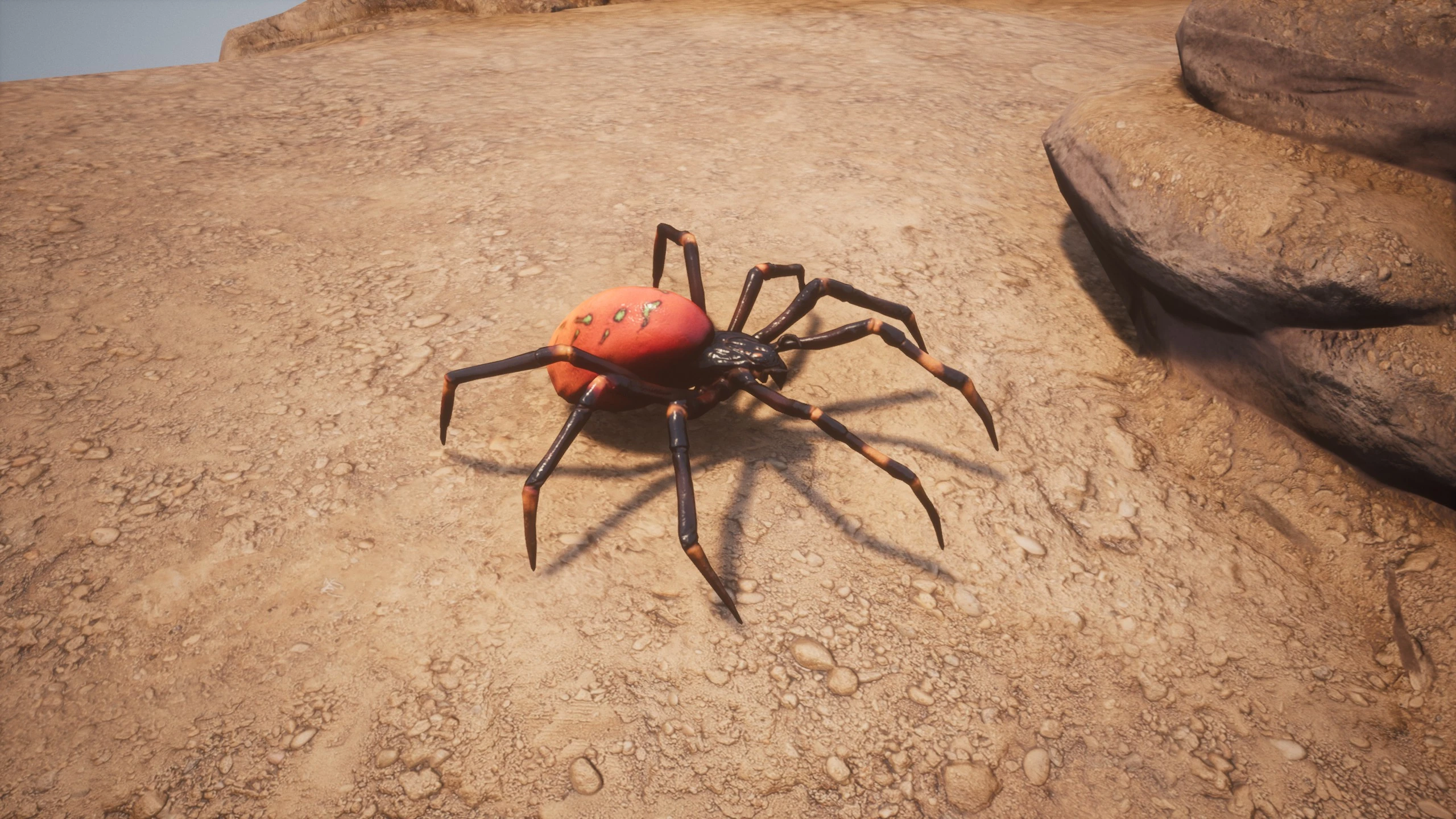 Red Widow Spider Pictures