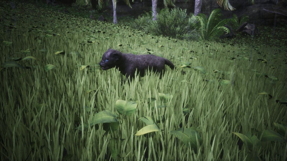 Panther Cub Official Conan Exiles Wiki
