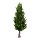 Tall Cypress Tree (Knowledge) - Official Conan Exiles Wiki