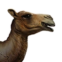 Camel (Variant A) - Official Conan Exiles Wiki