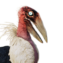 Siptah Pelican Chick (Pet) - Official Conan Exiles Wiki