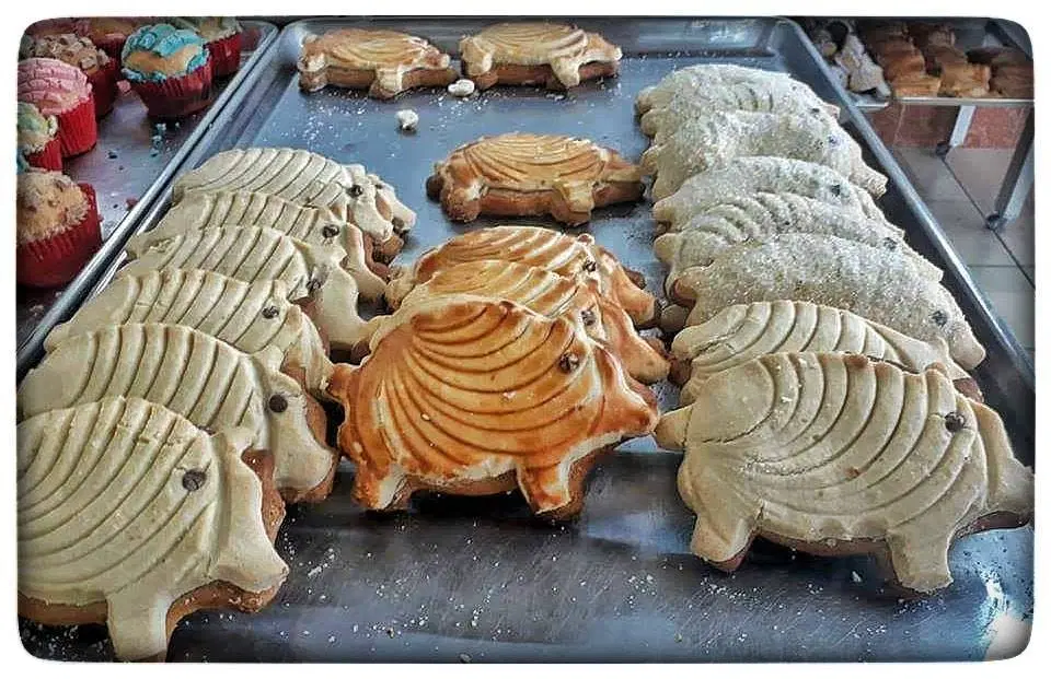 Cochi Concha | Wiki Conchaverso | Fandom