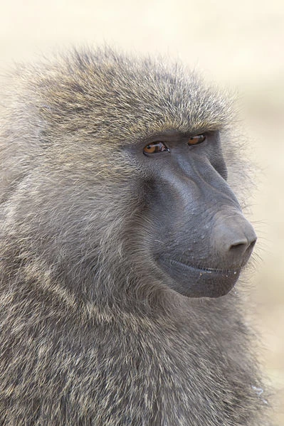 Ape | Chronicles of Narnia Fanon Wiki | Fandom