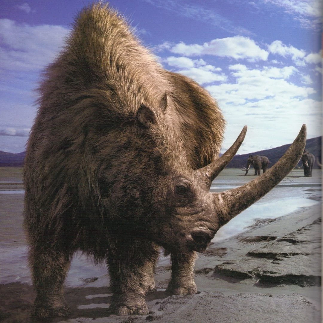 Woolly Rhinoceros | Chronicles of Narnia Fanon Wiki | Fandom
