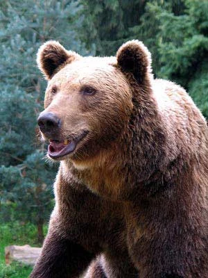 Brown Bear | Chronicles of Narnia Fanon Wiki | Fandom