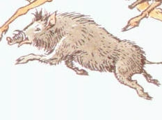 Boar | Chronicles of Narnia Fanon Wiki | Fandom