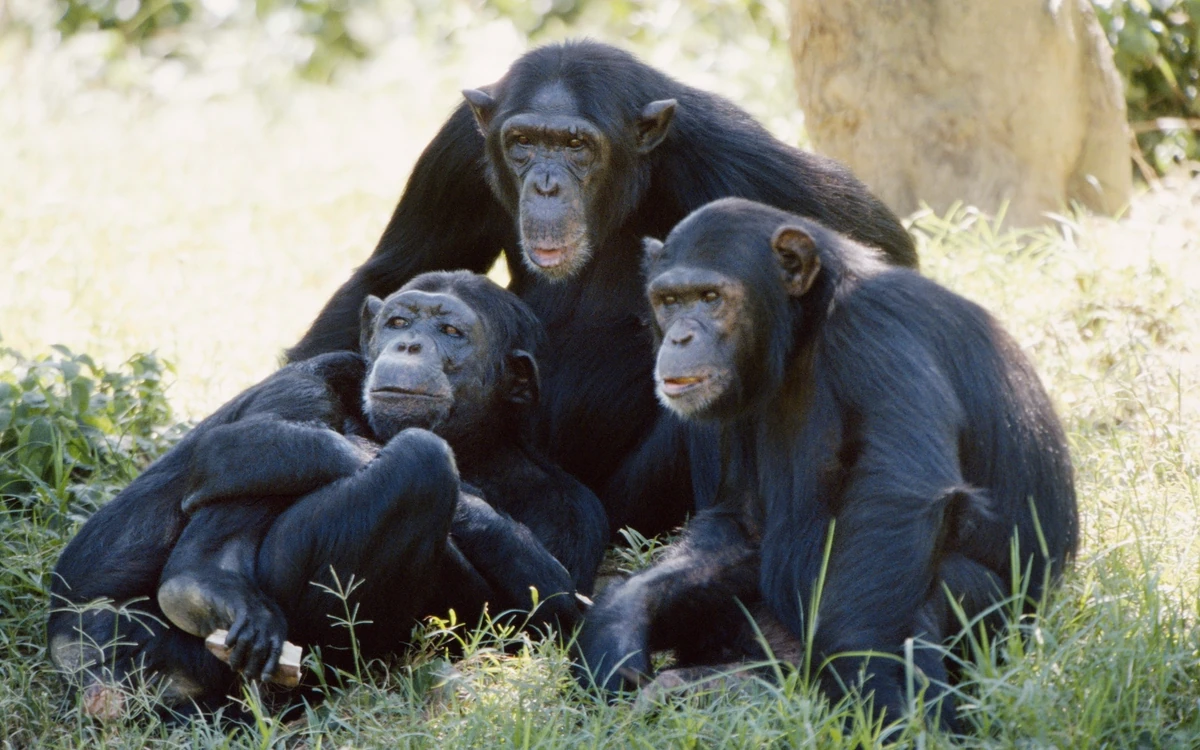 Ape | Chronicles of Narnia Fanon Wiki | Fandom
