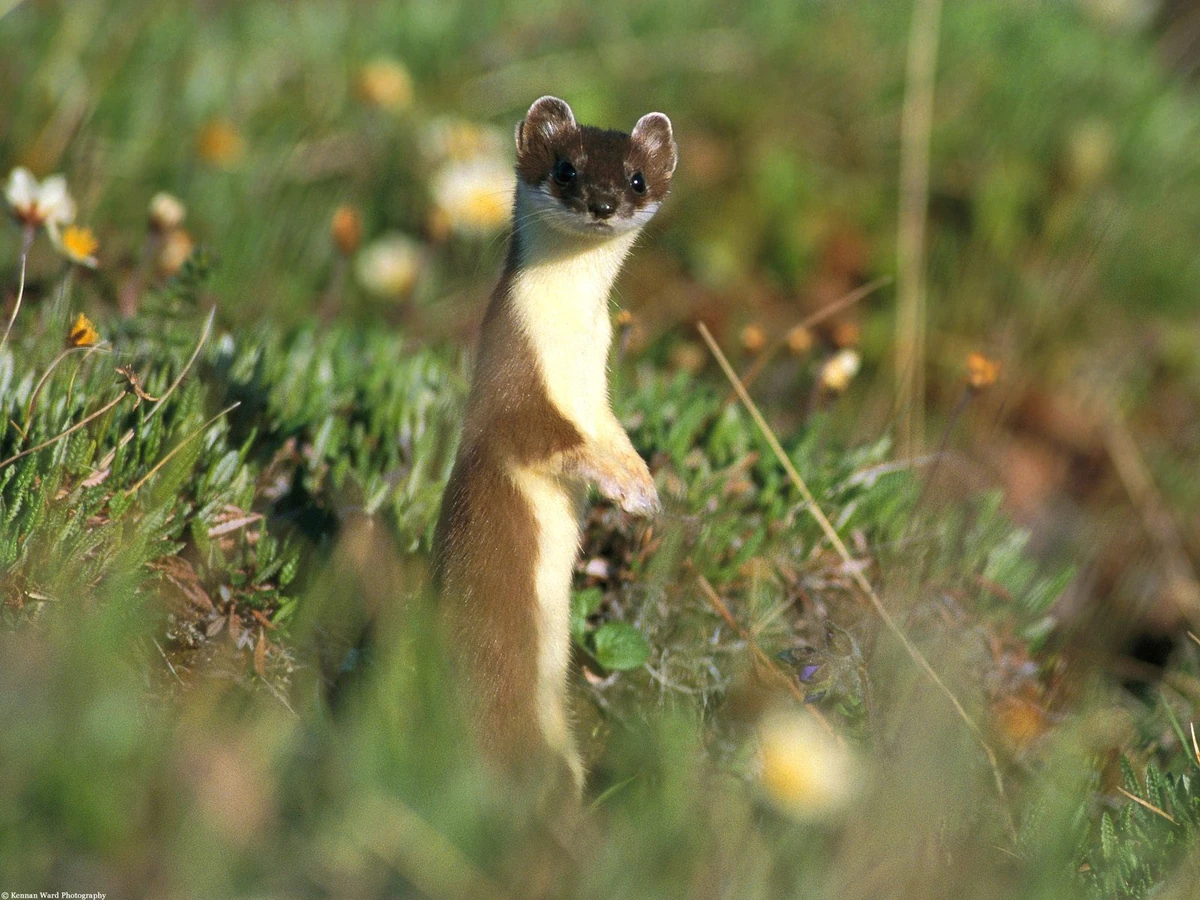 Weasel | Chronicles of Narnia Fanon Wiki | Fandom