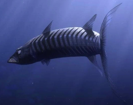 Barracuda | Conflicting Evil Wiki | Fandom