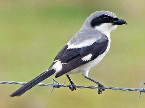 CGthebird | Connerzac Wiki | Fandom