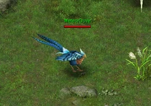 Deityland | Conquer Online Wiki | Fandom