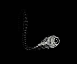 Worm | Content Warning Wiki | Fandom