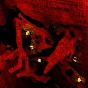 The Bomber Man | Content Warning Wiki | Fandom