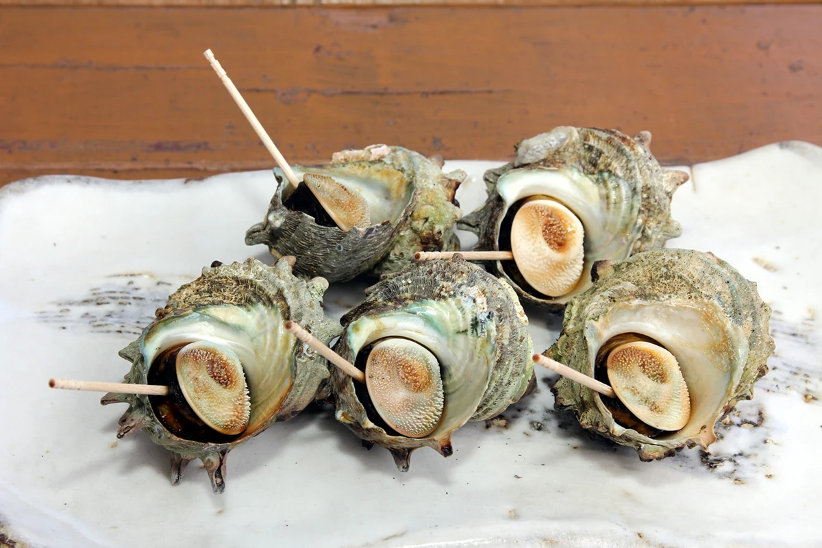 Turban Cooked in its Shell | Cooking Mama Wiki | Fandom