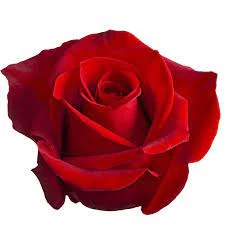 Rose | Cooking Mama Wiki | Fandom