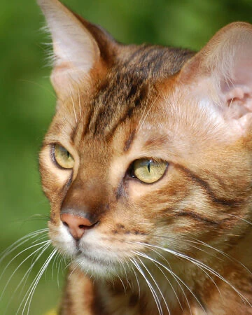 Reedfeather | Cool Warrior Cats Wiki | Fandom