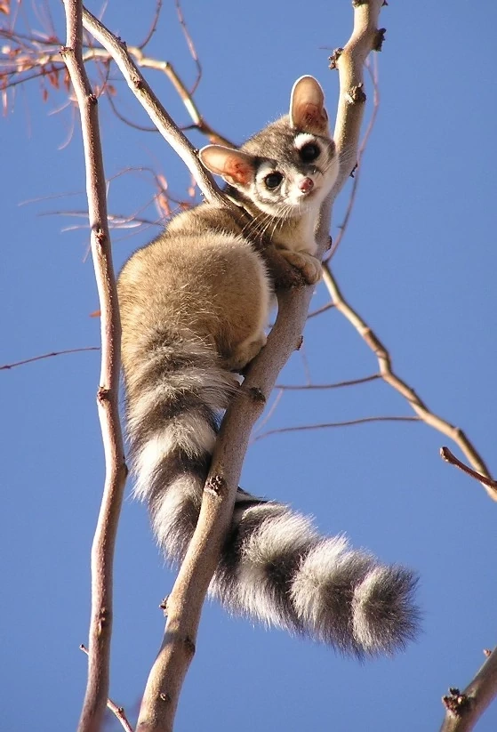 Ringtail | Animals Wiki | Fandom