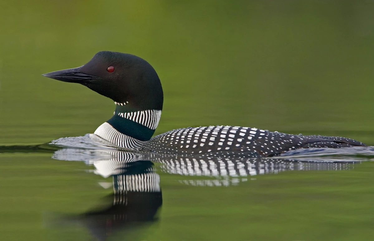Common Loon | Animals Wiki | Fandom