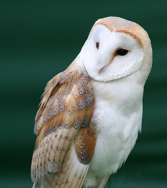 Barn Owl | Animals Wiki | Fandom