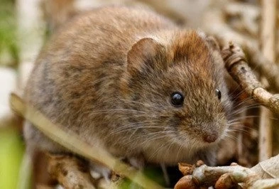 Meadow Vole | Animals Wiki | Fandom
