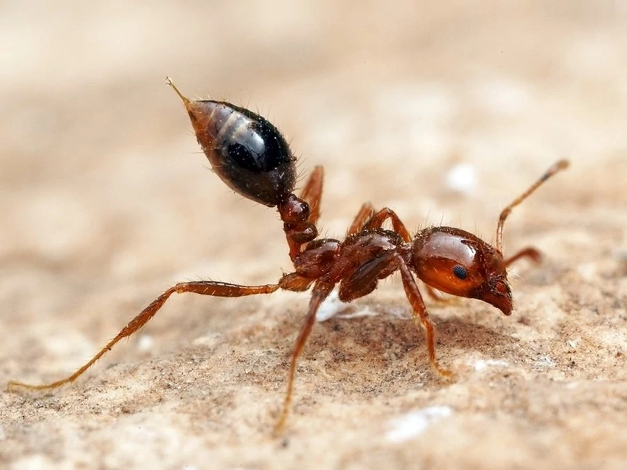 Ant | Animals Wiki | Fandom