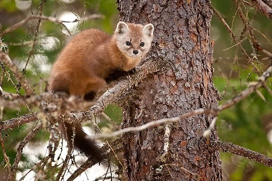 American Marten | Animals Wiki | Fandom