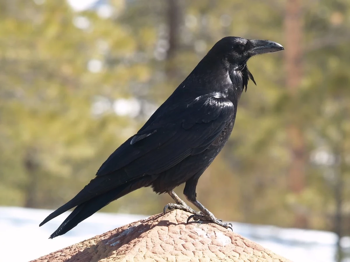Common Raven | Animals Wiki | Fandom