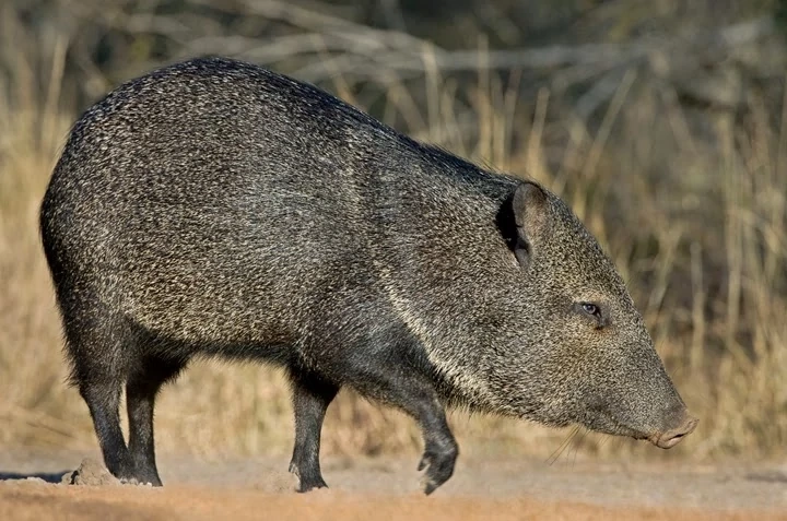 Collared Peccary | Animals Wiki | Fandom