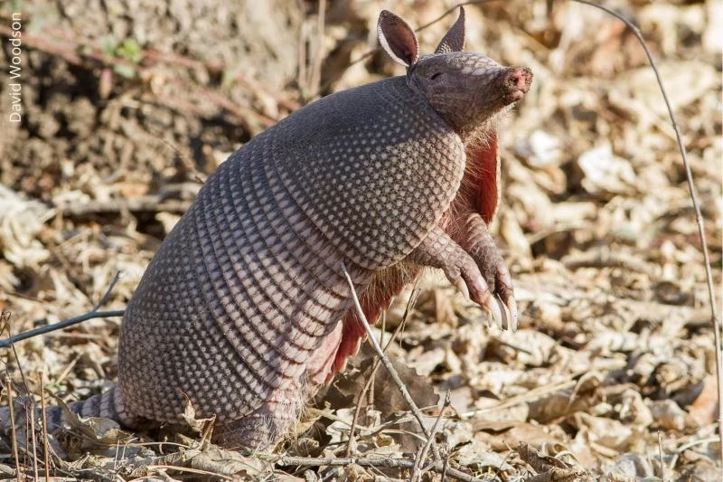 Nine-banded Armadillo | Animals Wiki | Fandom