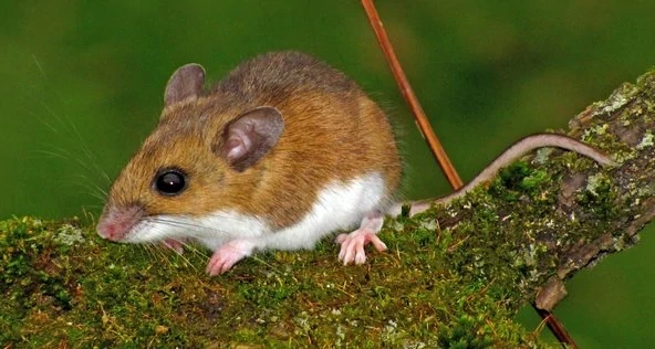 White-footed Mouse | Animals Wiki | Fandom
