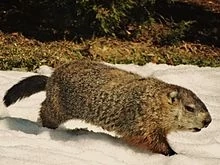 Groundhog | Animals Wiki | Fandom