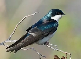 Tree Swallow | Animals Wiki | Fandom