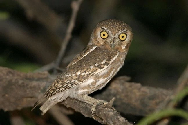 Elf Owl | Animals Wiki | Fandom