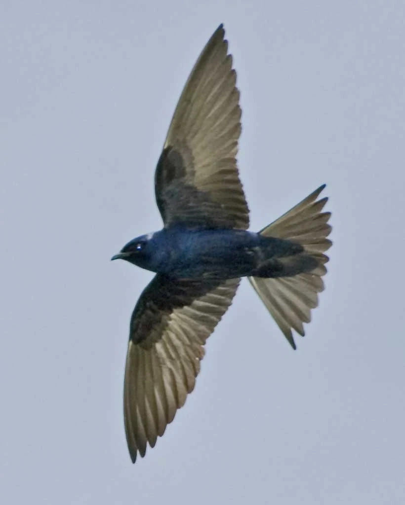 Purple Martin | Animals Wiki | Fandom